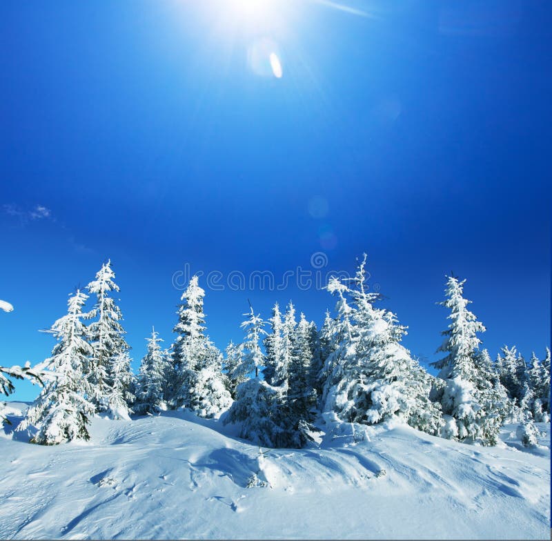 Winter forest stock photo. Image of wood, forest, landscape - 11330722