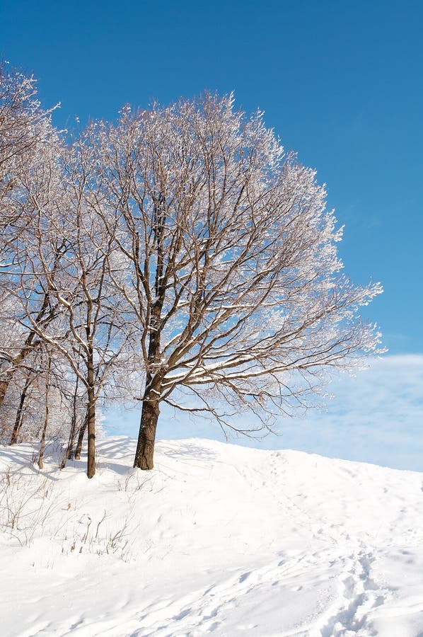 Winter Forest Picture. Image: 1534313