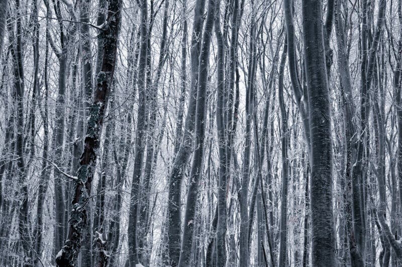 Dark Forest with Infinite Trees Stock Image - Image of landscape ...