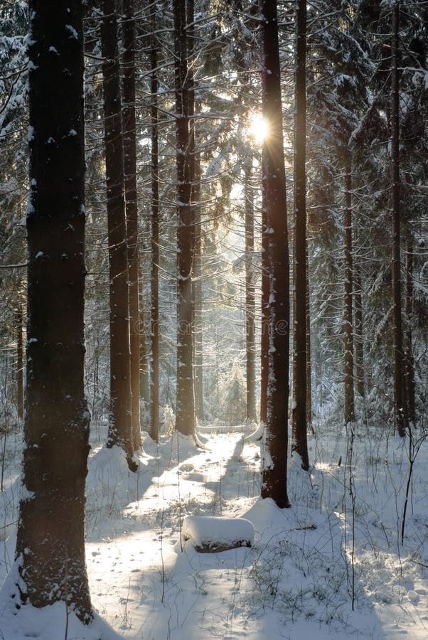 Winter forest stock image. Image of pine, nature, scene - 17820219