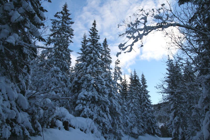 Winter forest stock image. Image of treetops, clouds, forest - 1921463