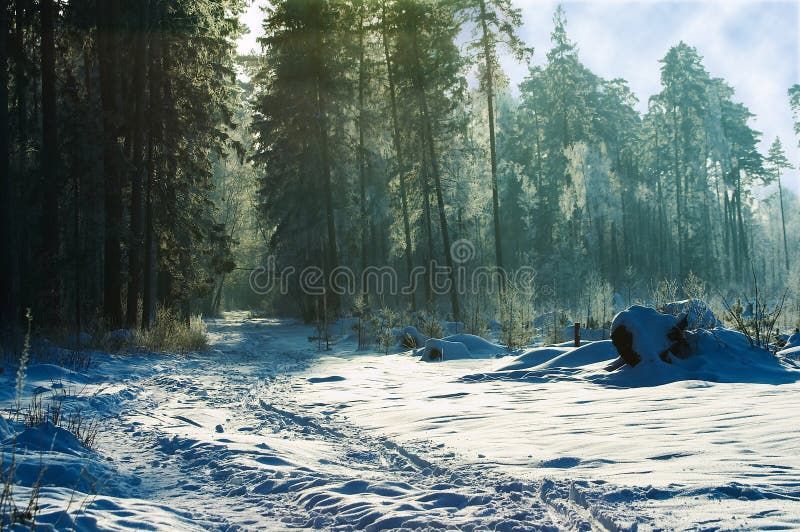 Winter forest #2 stock image. Image of relief, forest, tranquillity ...