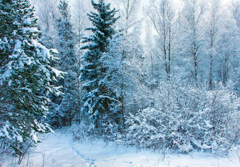 Forest of winter stock image. Image of landscape, parkland - 3950517