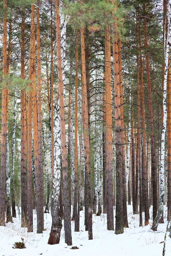 Winter forest stock photo. Image of panorama, landscape - 12654536