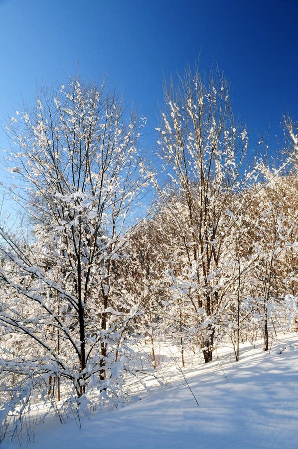 Winter hoar-frost. stock photo. Image of peaceful, real - 295134