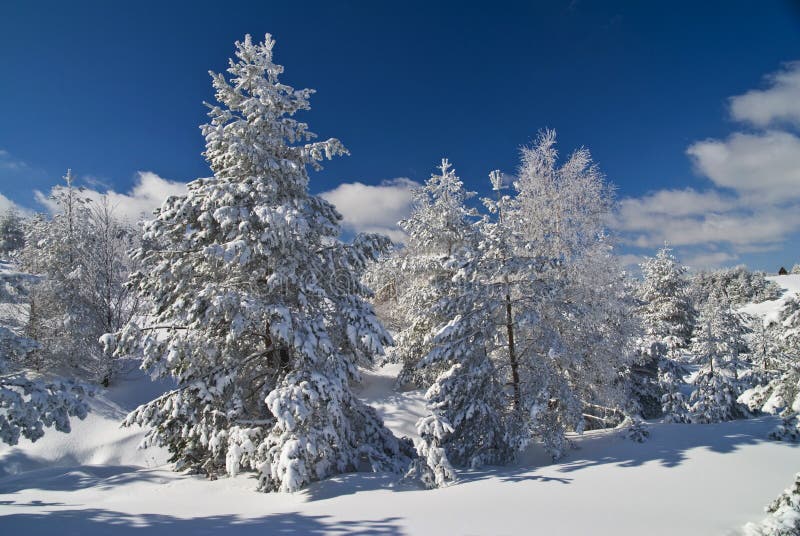 Winter Forest stock photo. Image of cool, forest, season - 4368606