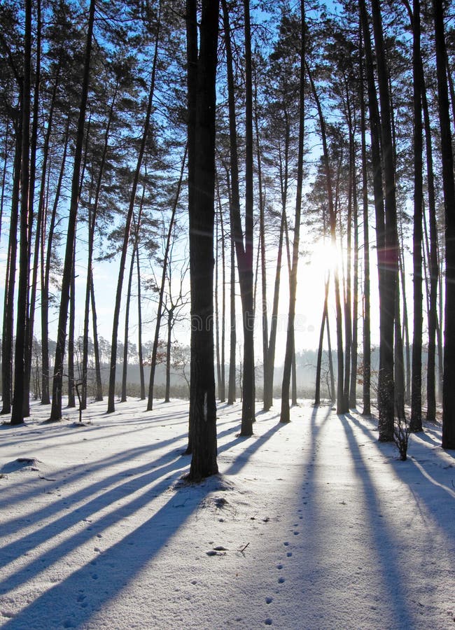 Snow Path in Winter Forest. Evening Sun Shines through Trees. Sun ...