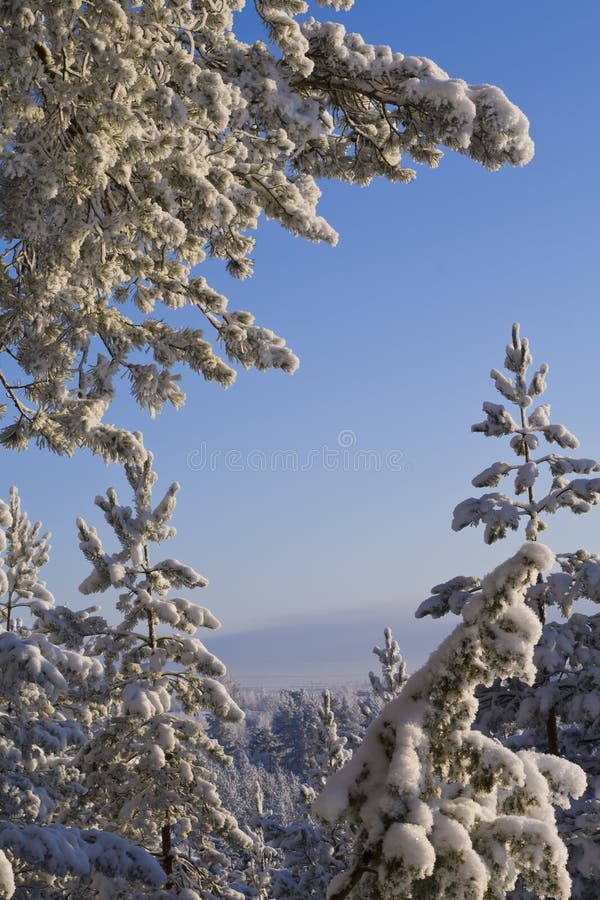Winter forest stock image. Image of outdoors, snow, landscape - 7662859