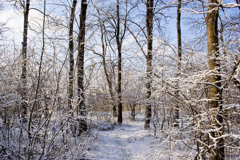 Winter Forest stock photo. Image of icicle, winter, fall - 7668752