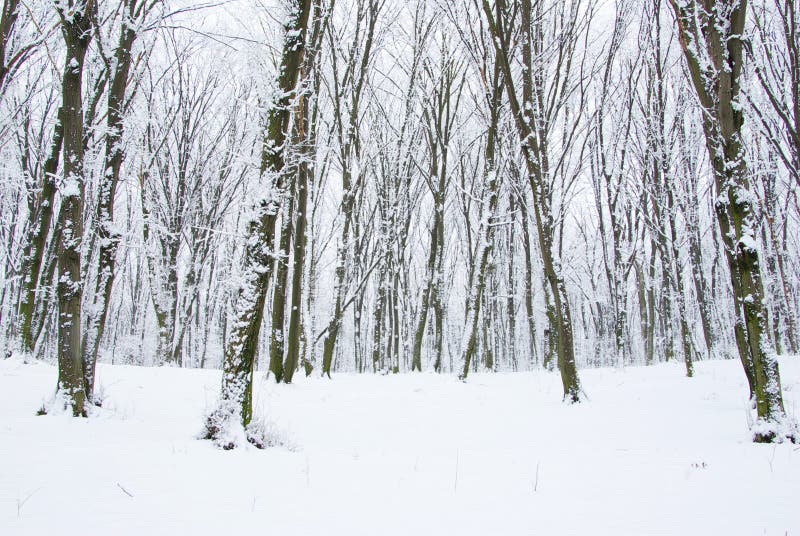 Winter Forest Picture. Image: 7829714
