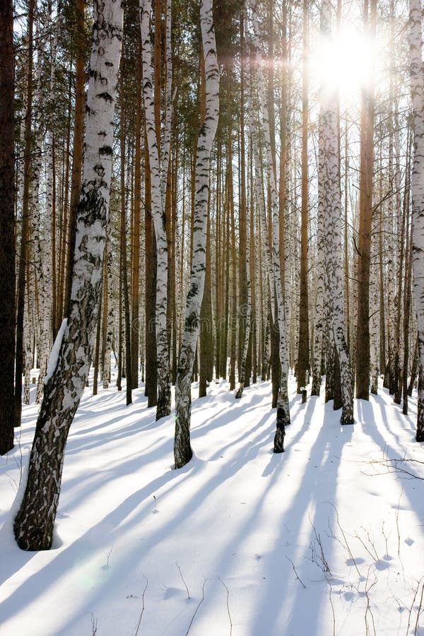 Winter forest stock photo. Image of panorama, landscape - 12654536