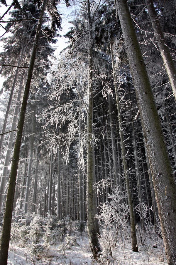 Winter forest stock photo. Image of cold, tree, frozen - 17687850