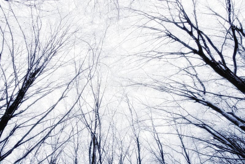 Winter forest abstract stock image. Image of frosty, detail - 84668235