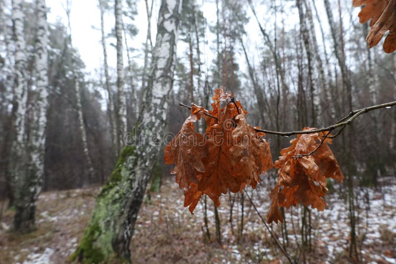 Dry Oak Leaves on the Ground Background Stock Image - Image of leaf ...