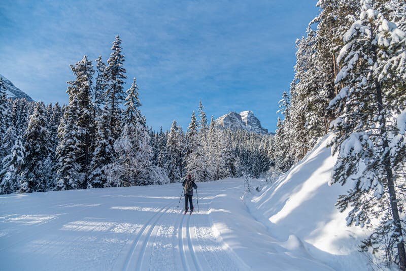 Winter Forest in Banff Park Stock Image - Image of rocky, skiing: 264729161