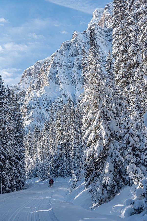 Winter Forest in Banff Park Stock Image - Image of mountains, park ...