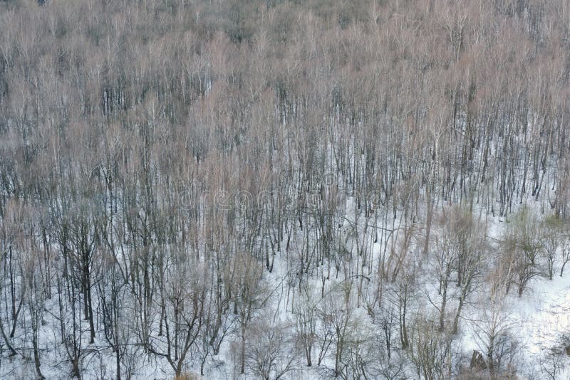 Winter Forest with Bare Trees without Snow, Top View Stock Photo ...
