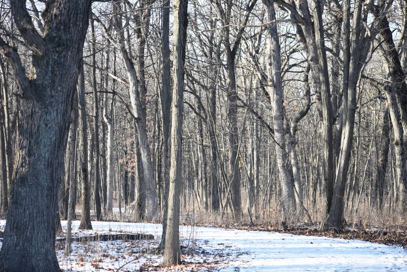 Barren Trees In A Winter Forest Stock Image - Image of haunted, trunk ...