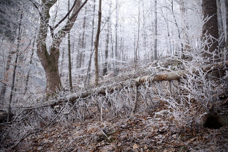 Winter Forest with Beautiful Light Stock Photo - Image of natural ...