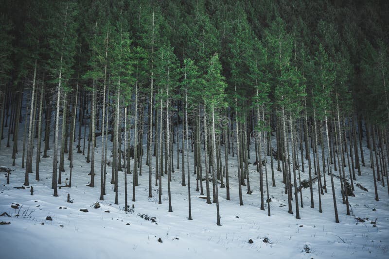 Winter in the Forest. Winter Beautiful Snow Forest Hiking Mountains ...