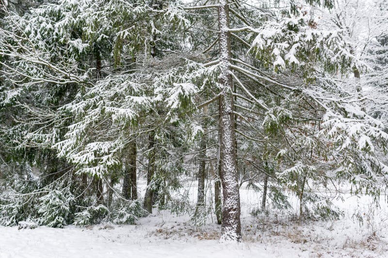 Belarus, Europe. Aerial View of Belarusian Landscape with Frozen Snow ...