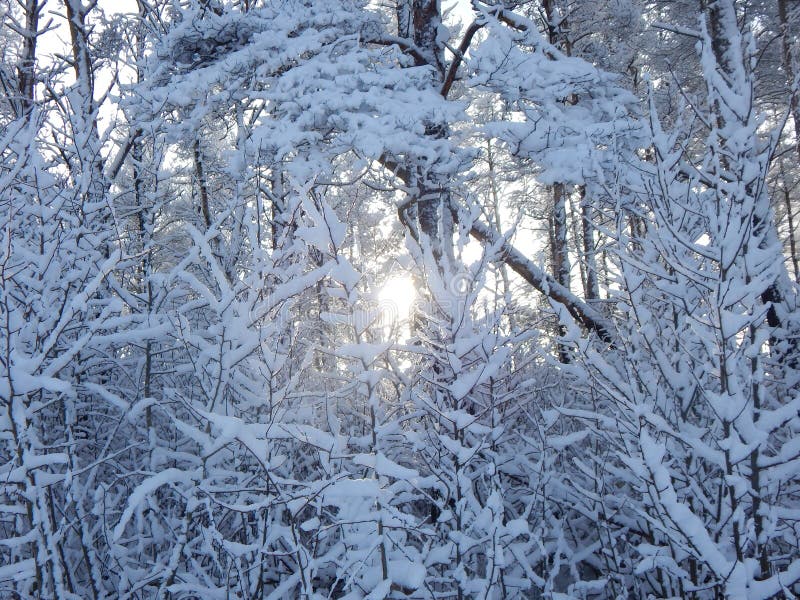 Winter Forest Belarus. Minsk District Stock Photo - Image of ...
