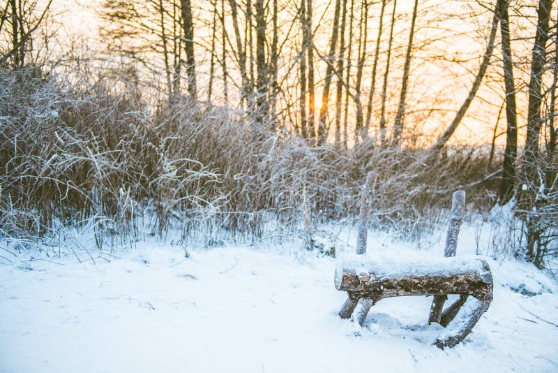Winter forest and bench stock image. Image of background - 78452543