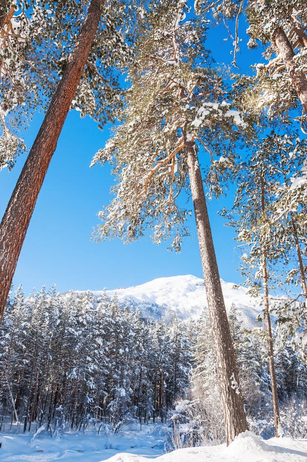 Winter Forest with Big Pines at Sunny Day Stock Photo - Image of frozen ...