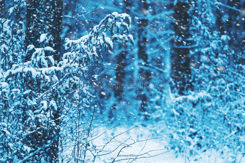 Winter Forest during a Blizzard in Cold Blue Tones Stock Photo - Image ...