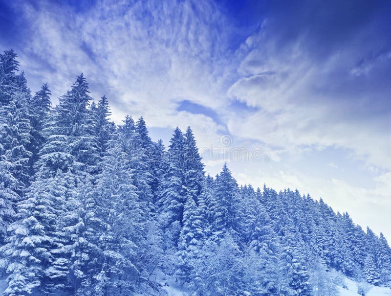 Winter forest stock photo. Image of light, bokeh, detail - 33101858