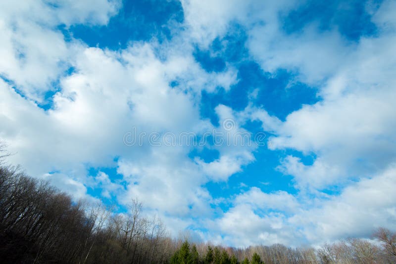 Winter Forest and Blue Sky and Clouds Stock Photo - Image of scale ...