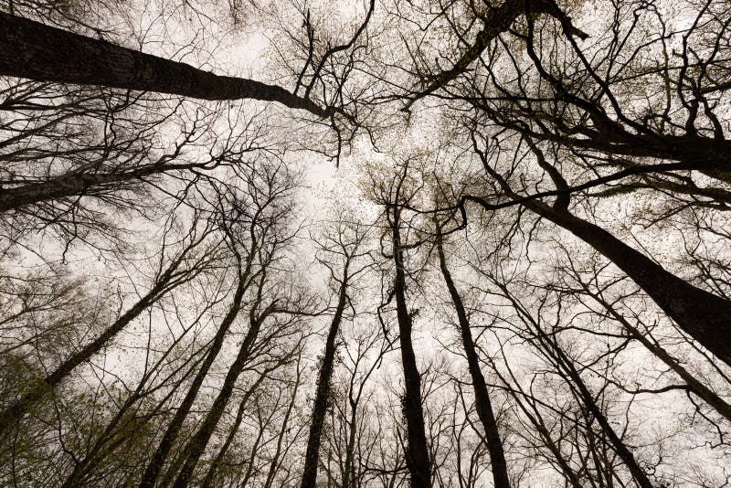 Winter forest branches stock image. Image of silhouette - 217213189