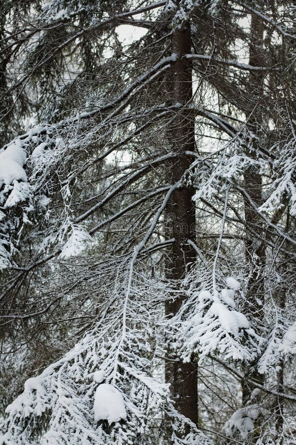 Winter forest closeup shot stock image. Image of covered - 30153765