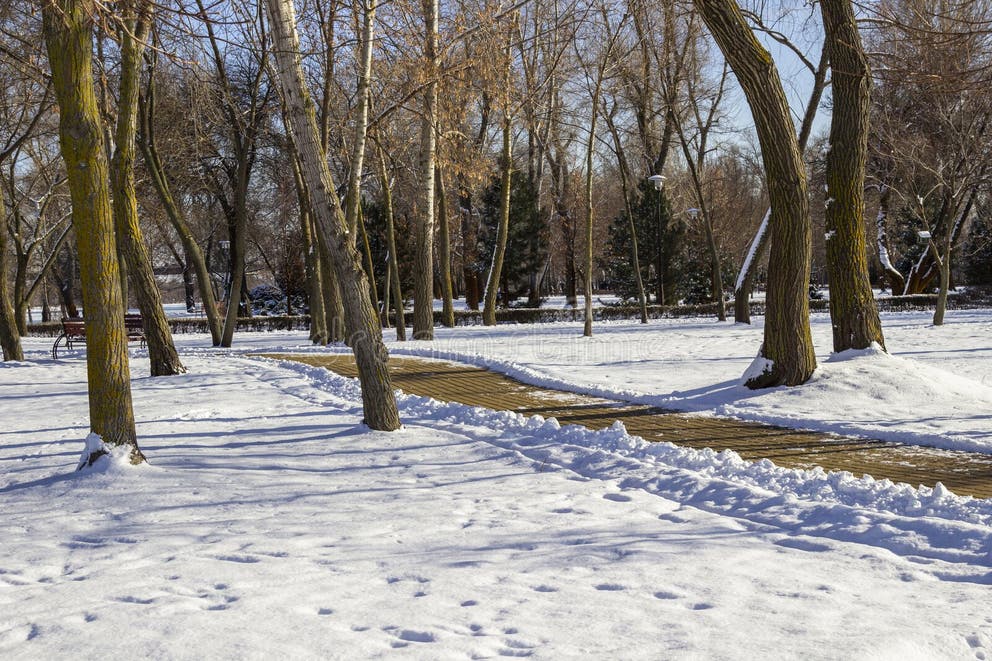 Winter Forest. Cleared Path for Walking. Snow Lies on the Ground ...