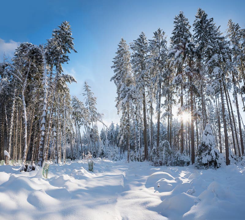 Winter Forest with Clearing and Bright Sun between the Trees Stock ...