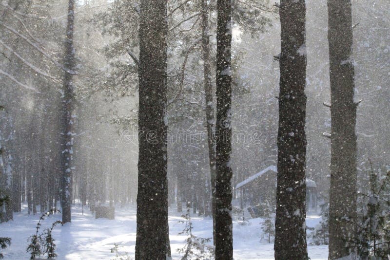 Winter forest stock photo. Image of decoration, land - 111940318