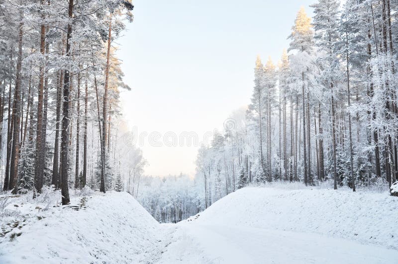 Winter Forest. Cold. Russia Stock Photo - Image of freeze, tourist ...