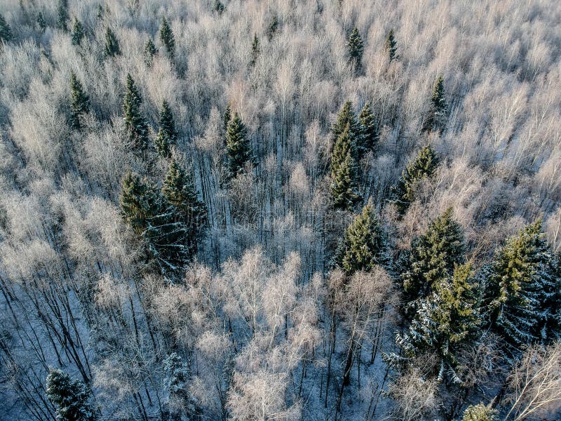 Winter Forest on a Cold Sunny Morning Stock Image - Image of travel ...