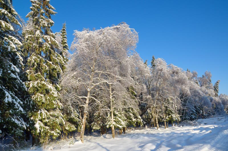 Winter Forest Covered with Snow Stock Image - Image of winter, snow ...