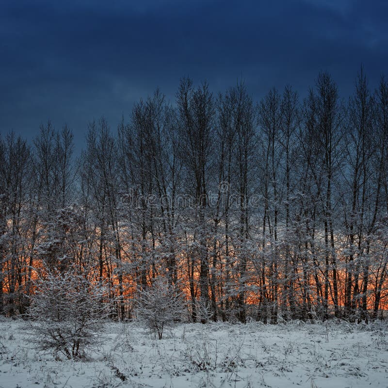 Winter Forest at Dawn. Early Morning. Stock Image - Image of branch ...