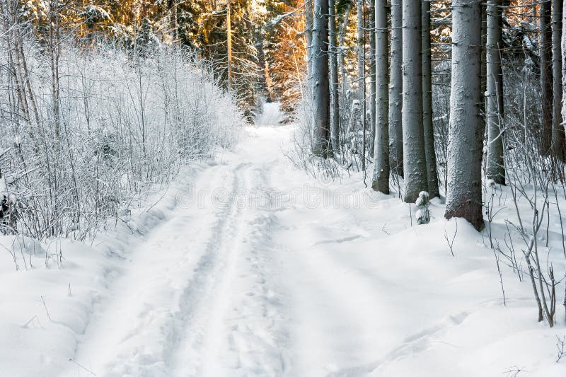 Winter Forest in December, Trees Covered with Snow Stock Photo - Image ...