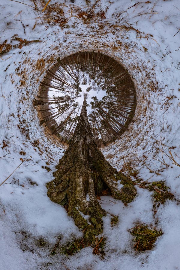 Winter forest 360 stock image. Image of tree, landscape - 241140293