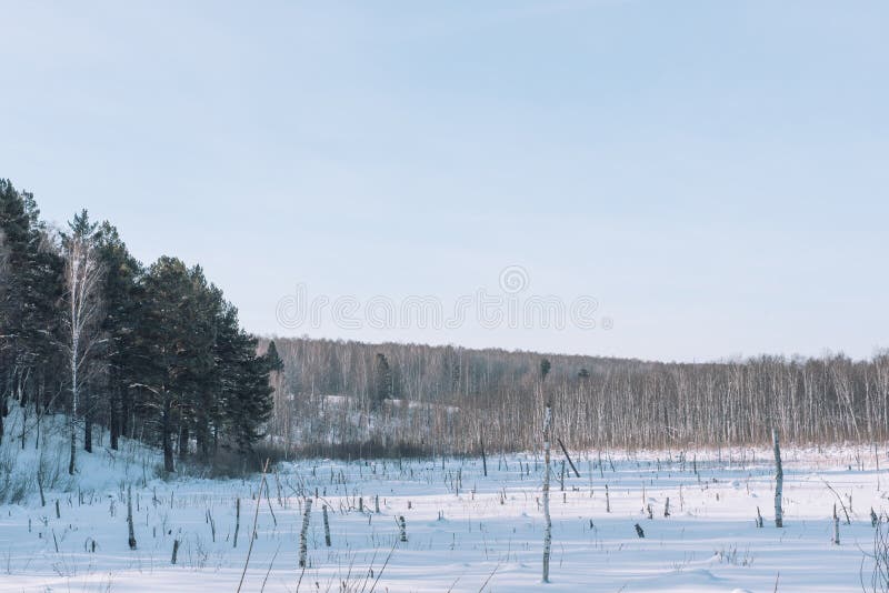 Winter Forest. Forest in the Distance in the Winter Stock Photo - Image ...