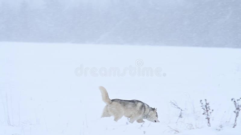Winter Forest and Dog Walk, Predator Dog in the Forest, Wolf Family and ...