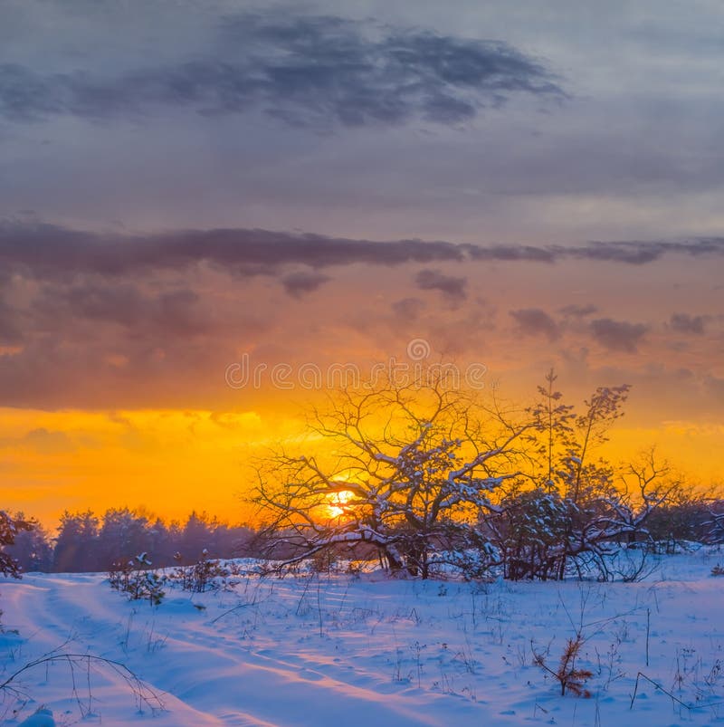 Winter Forest at the Dramatic Sunset Stock Photo - Image of solar ...