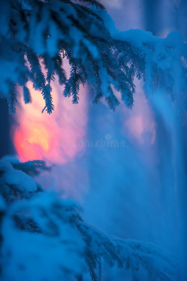 Winter Forest at Dusk. Last Glimpse of Setting Sun Behind Snow Covered ...