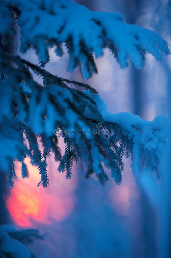Winter Forest at Dusk. Last Glimpse of Setting Sun Behind Snow Covered ...