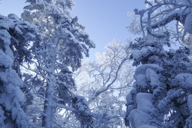 Fantastic Forest. Frosted Trees Covered Snow. Stock Photo - Image of ...