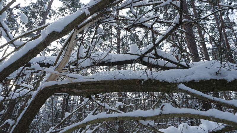 Winter Forest Filmed with a Gimbal, Featuring Snow-covered Bent Trees ...