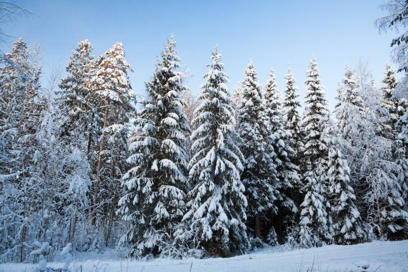 Winter Forest in Finland at Dusk Stock Image - Image of outdoor ...